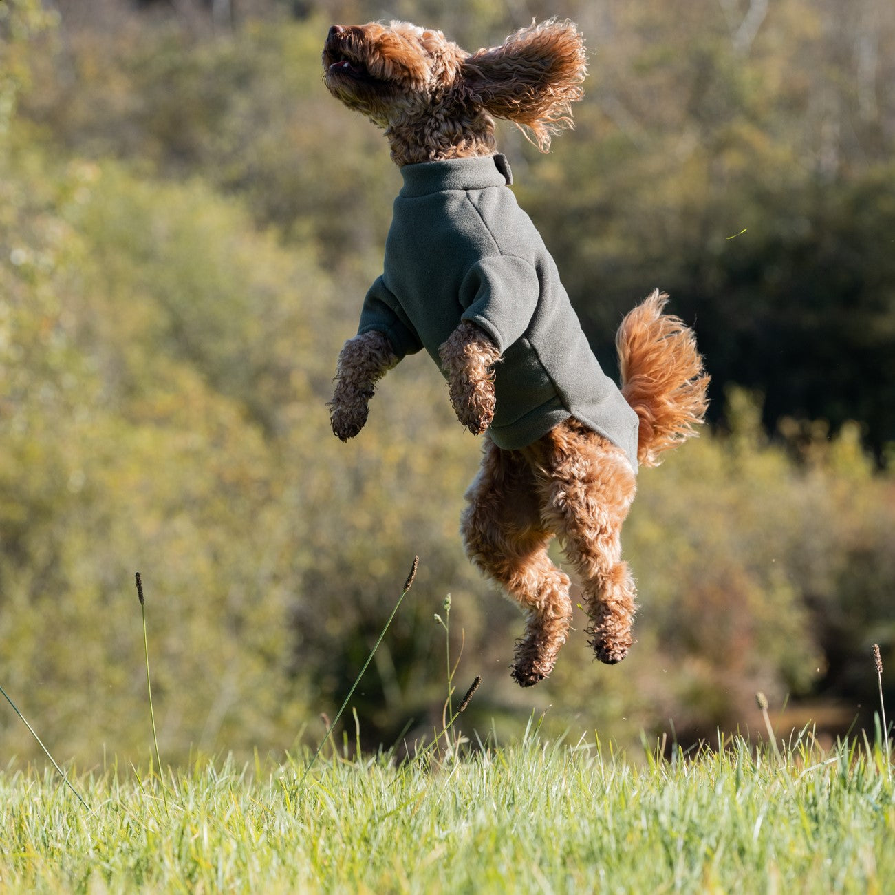 Dog Coats for Cockapoos | Dog Coats by Stix and Co.