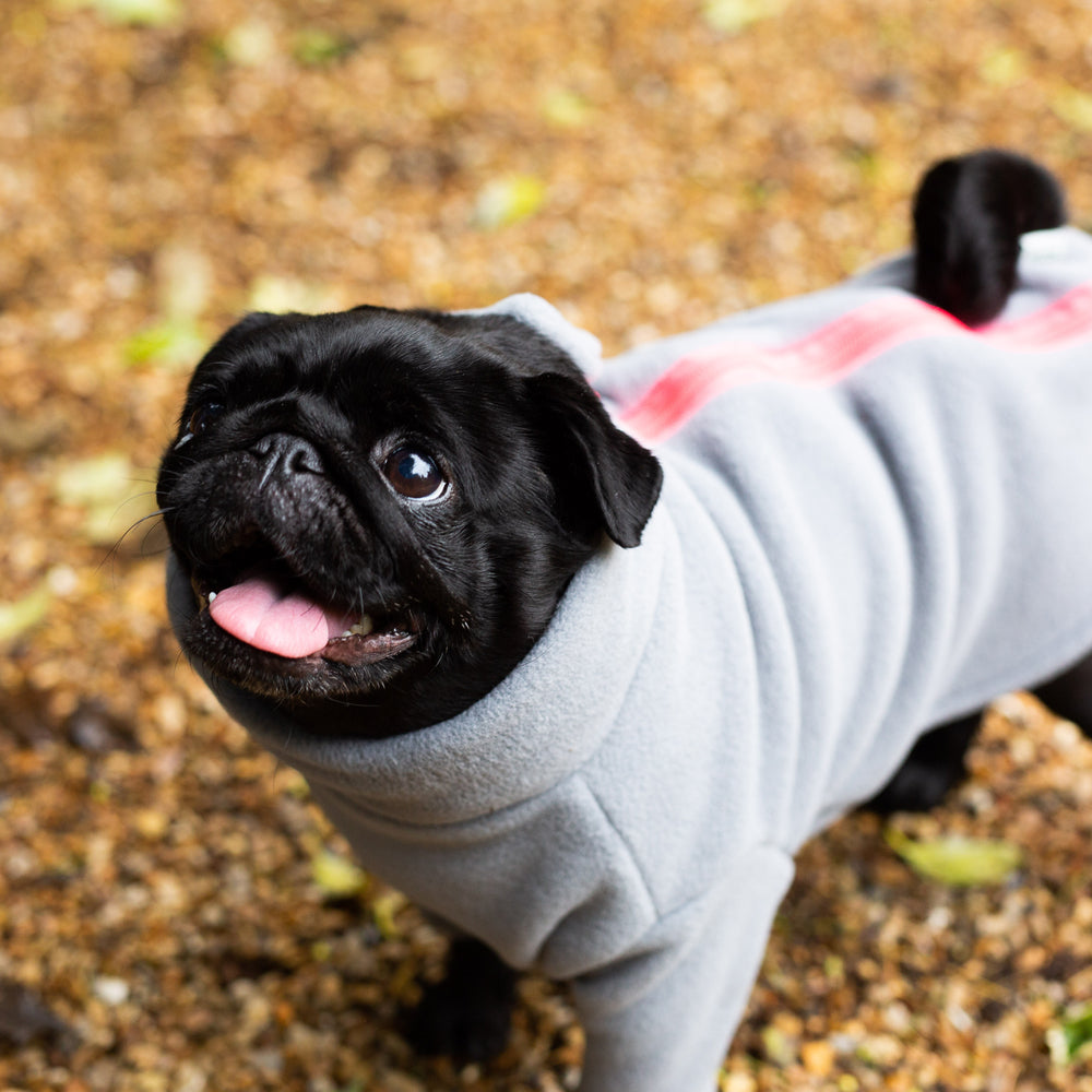 Dog Coats for Pugs | Dog Coats by Stix and Co.