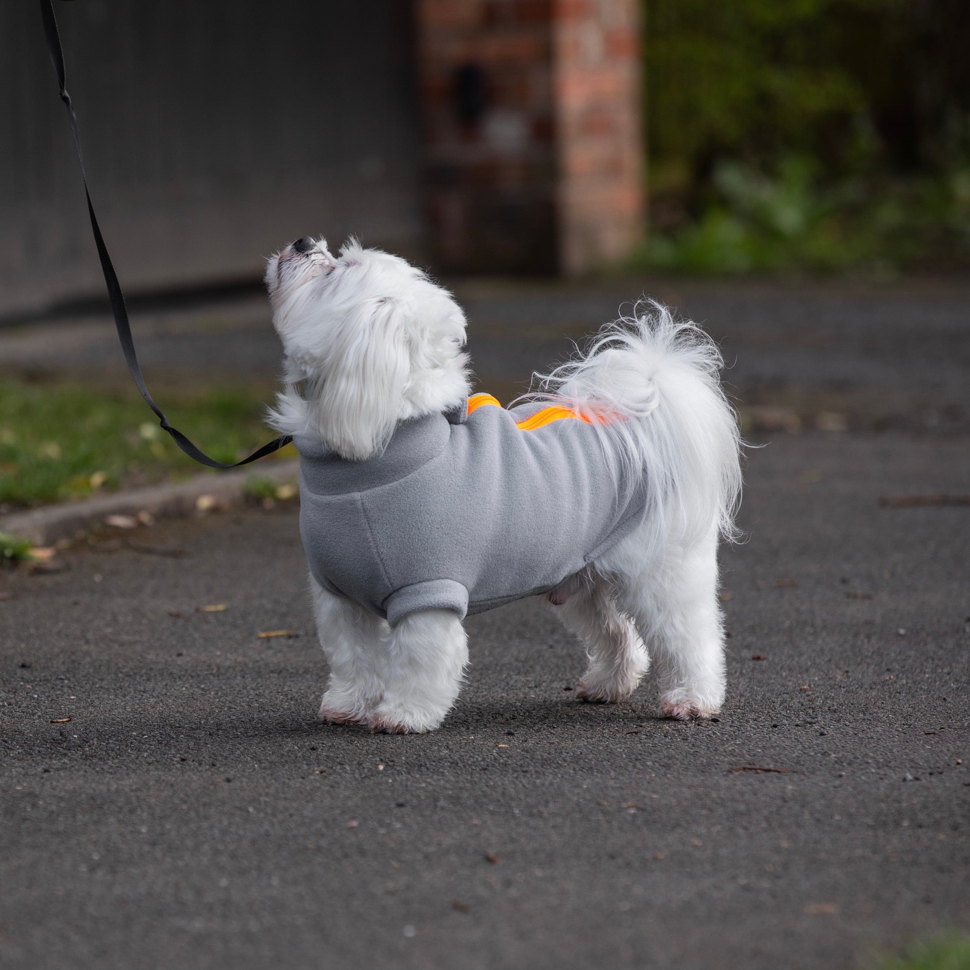 Dog Coats for Maltese | Dog Coats by Stix and Co.